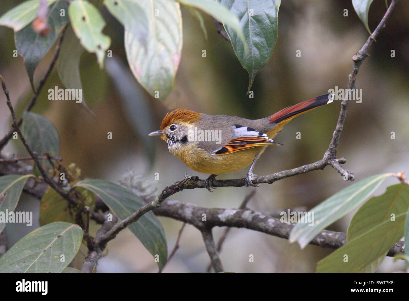 Chestnut-tailed Minla (Minla strigula) adult, perched on twig ...