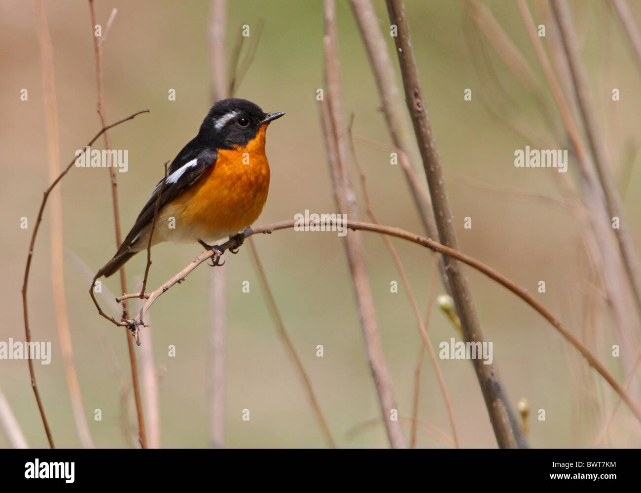 bird birds animal animals flycatcher flycatchers asia asian wildlife ...