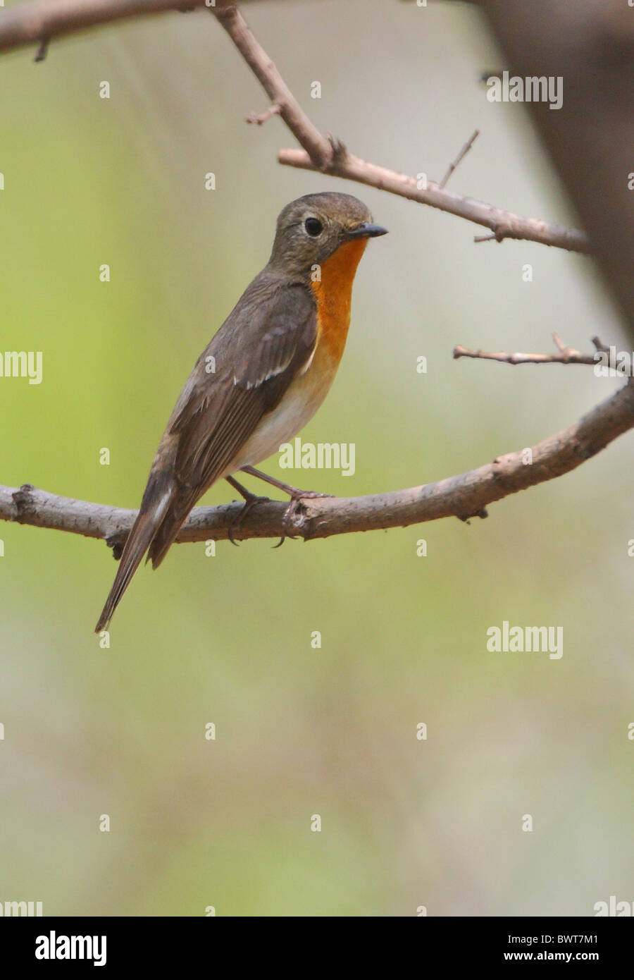bird birds animal animals flycatcher flycatchers asia asian wildlife ...