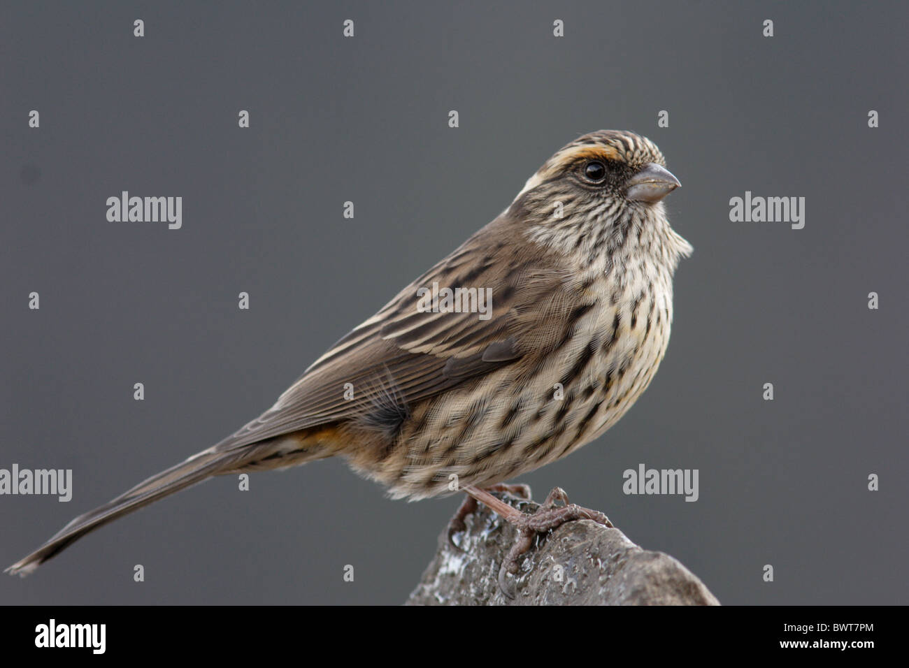 Rosefinch rosefinches hi-res stock photography and images - Alamy