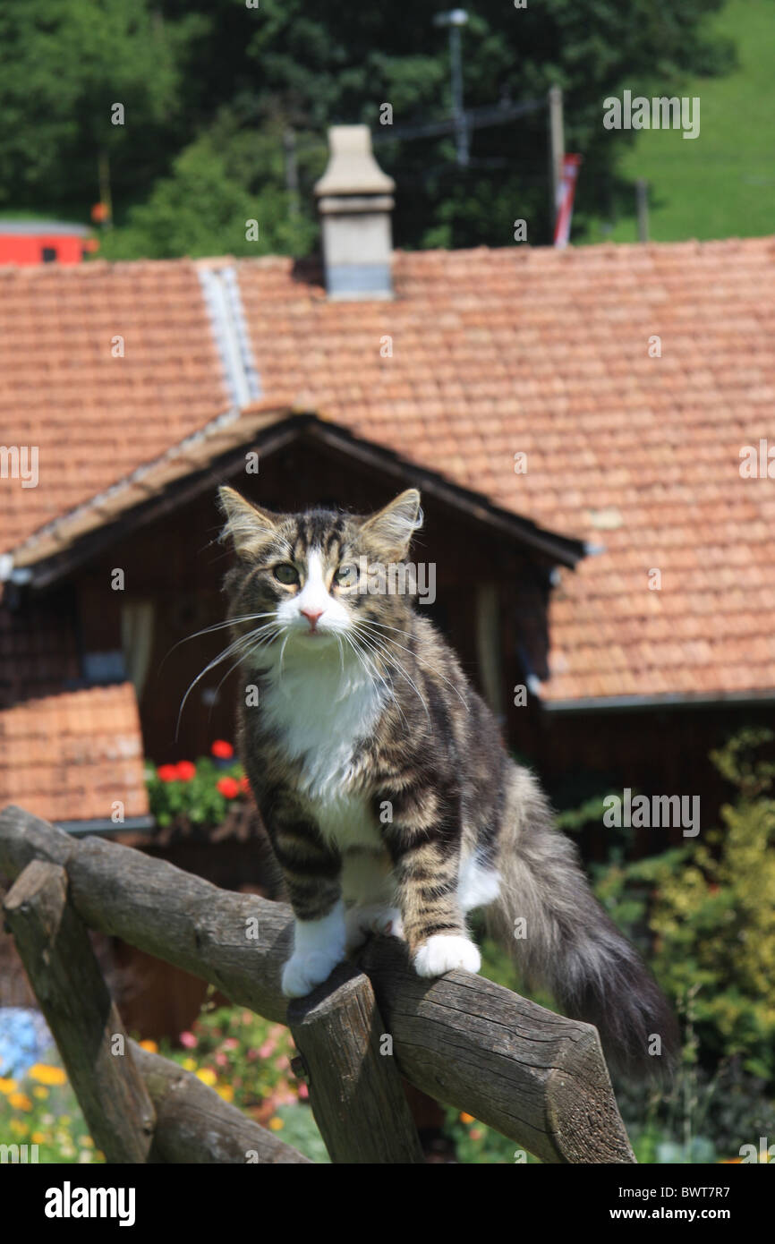 Cat Norwegian forest cat Skogkatt meadow hair animal domestic animal ...