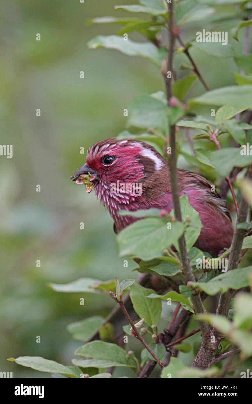 Carpodacus thura hi-res stock photography and images - Alamy