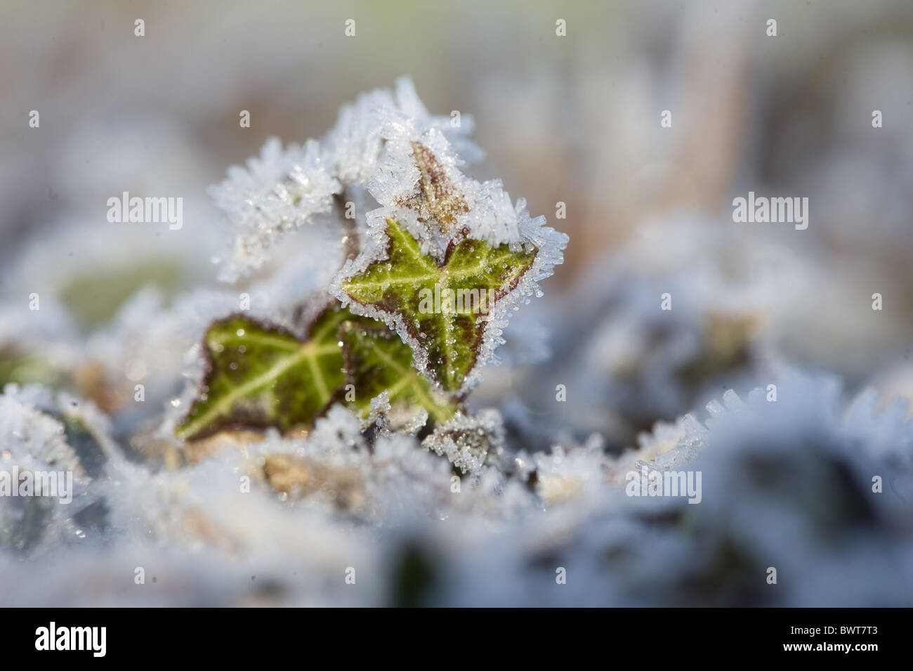 Frost frost hedge ivy climber climbers ivy ivies plant plants climber ...