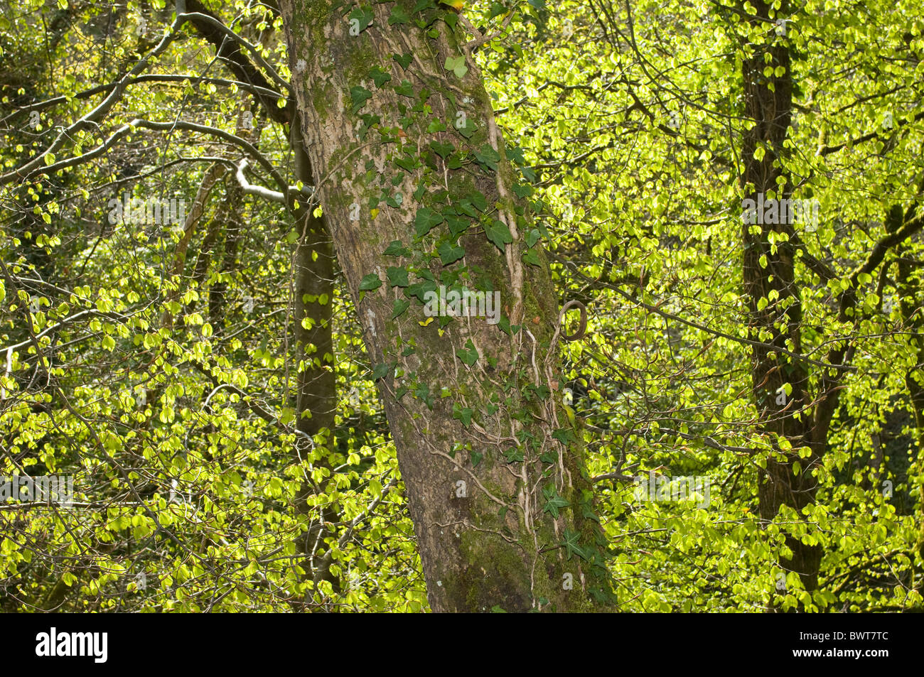 Ivy Hedera helix growing tree trunk woodland Stock Photo - Alamy
