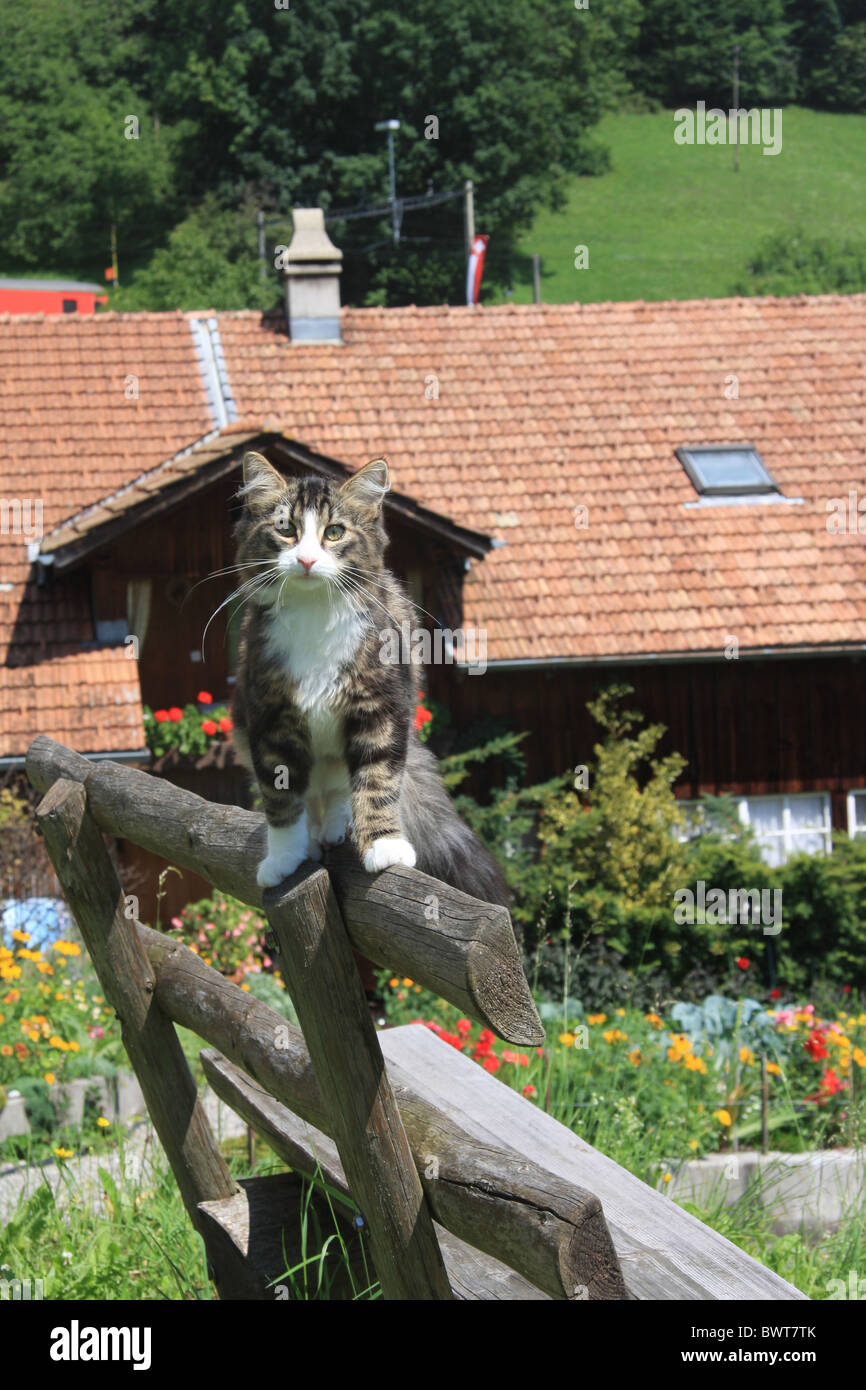 Cat Norwegian forest cat Skogkatt meadow hair animal domestic animal ...