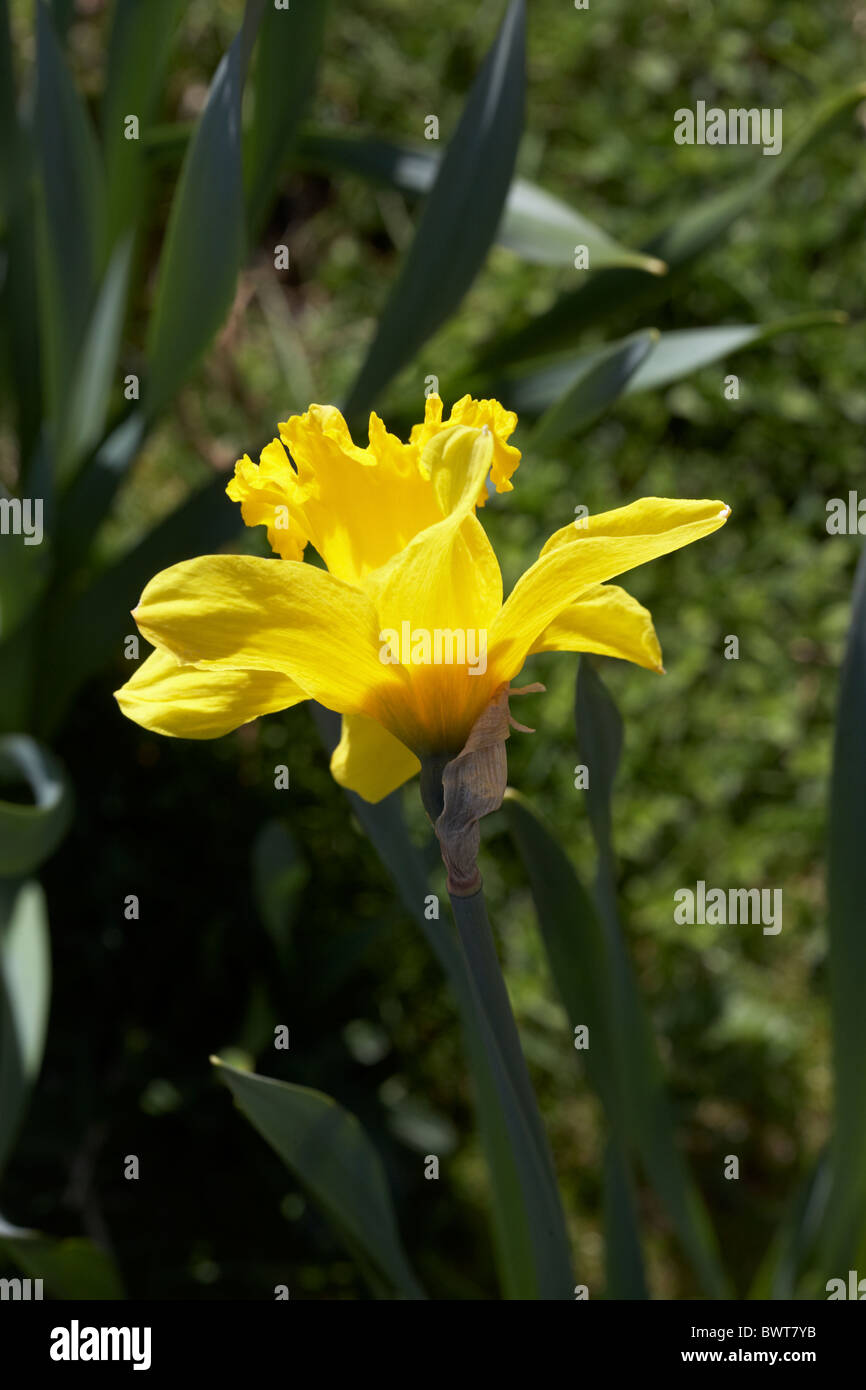 Close Up Of Daffodil Flower Stock Photo - Alamy