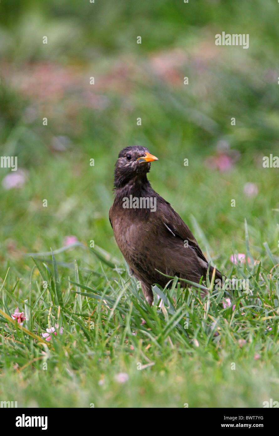 bird birds animal animals starling starlings asia asian wildlife nature ...