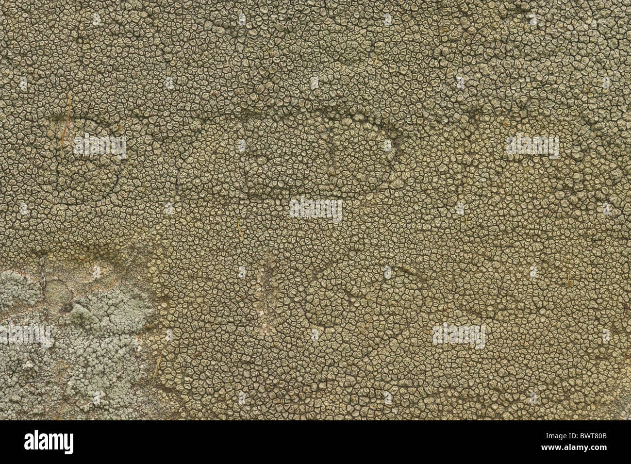Lichen growing gravestone churchyard Borders Stock Photo - Alamy