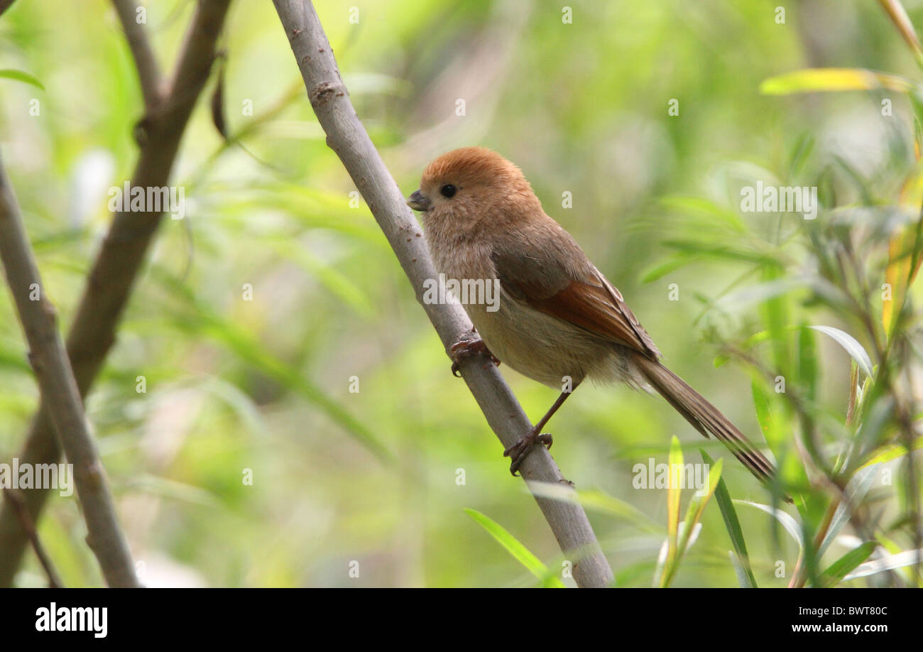 Parrotbills hi-res stock photography and images - Alamy
