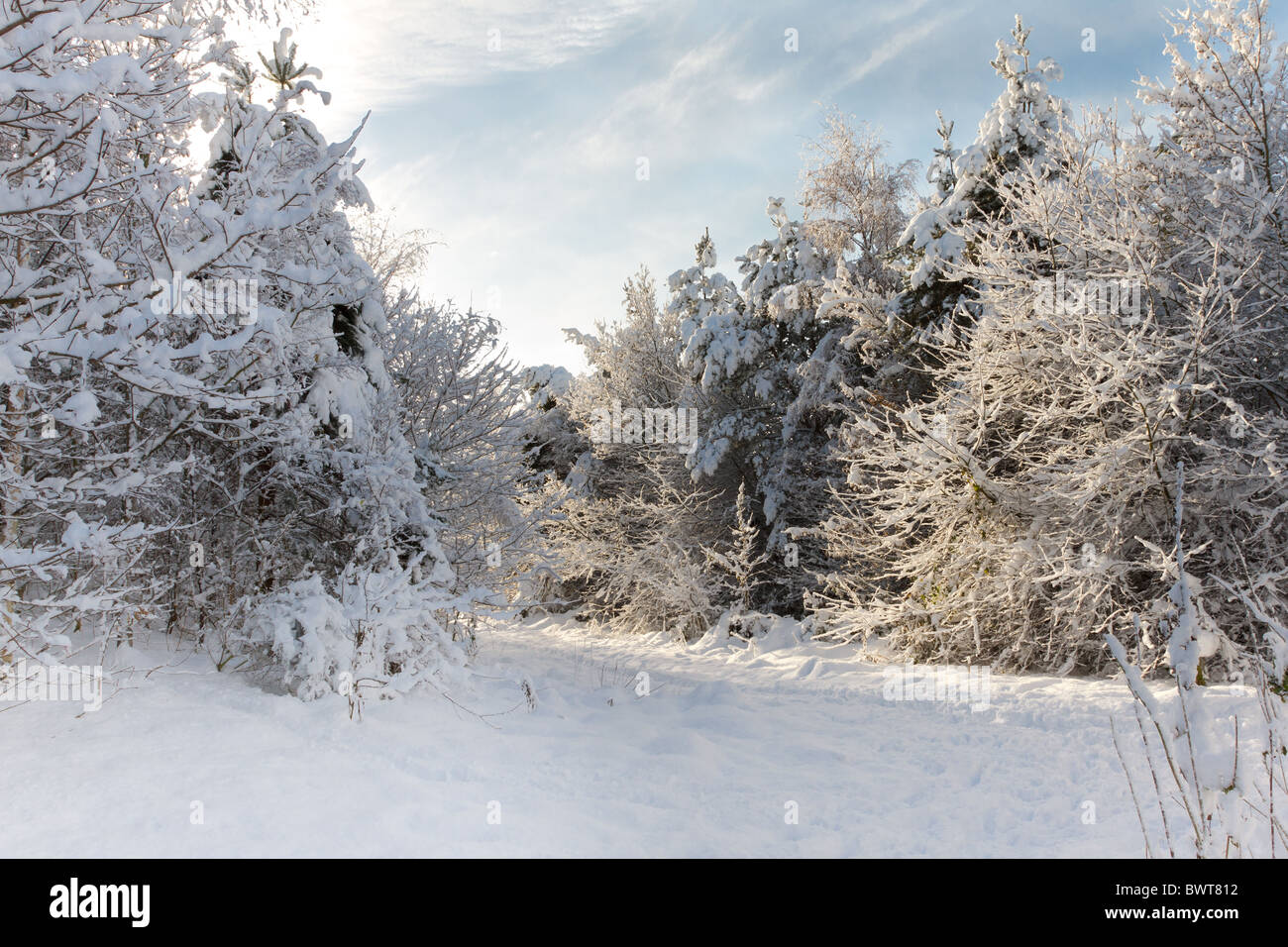 Frost covering on trees hi-res stock photography and images - Alamy