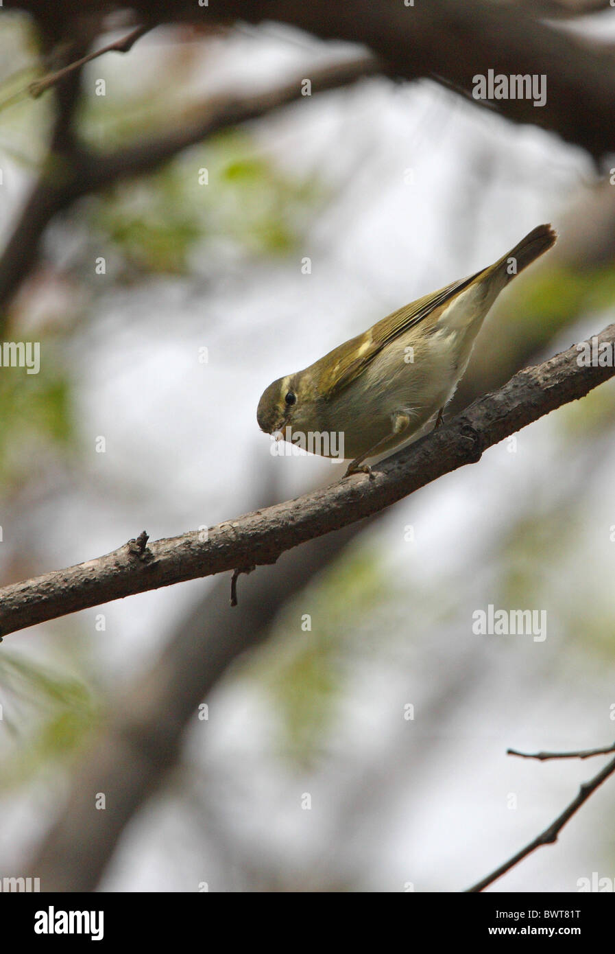Two barred warblers hi-res stock photography and images - Alamy
