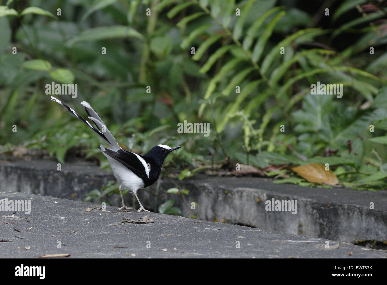 Forktail bird hi-res stock photography and images - Alamy