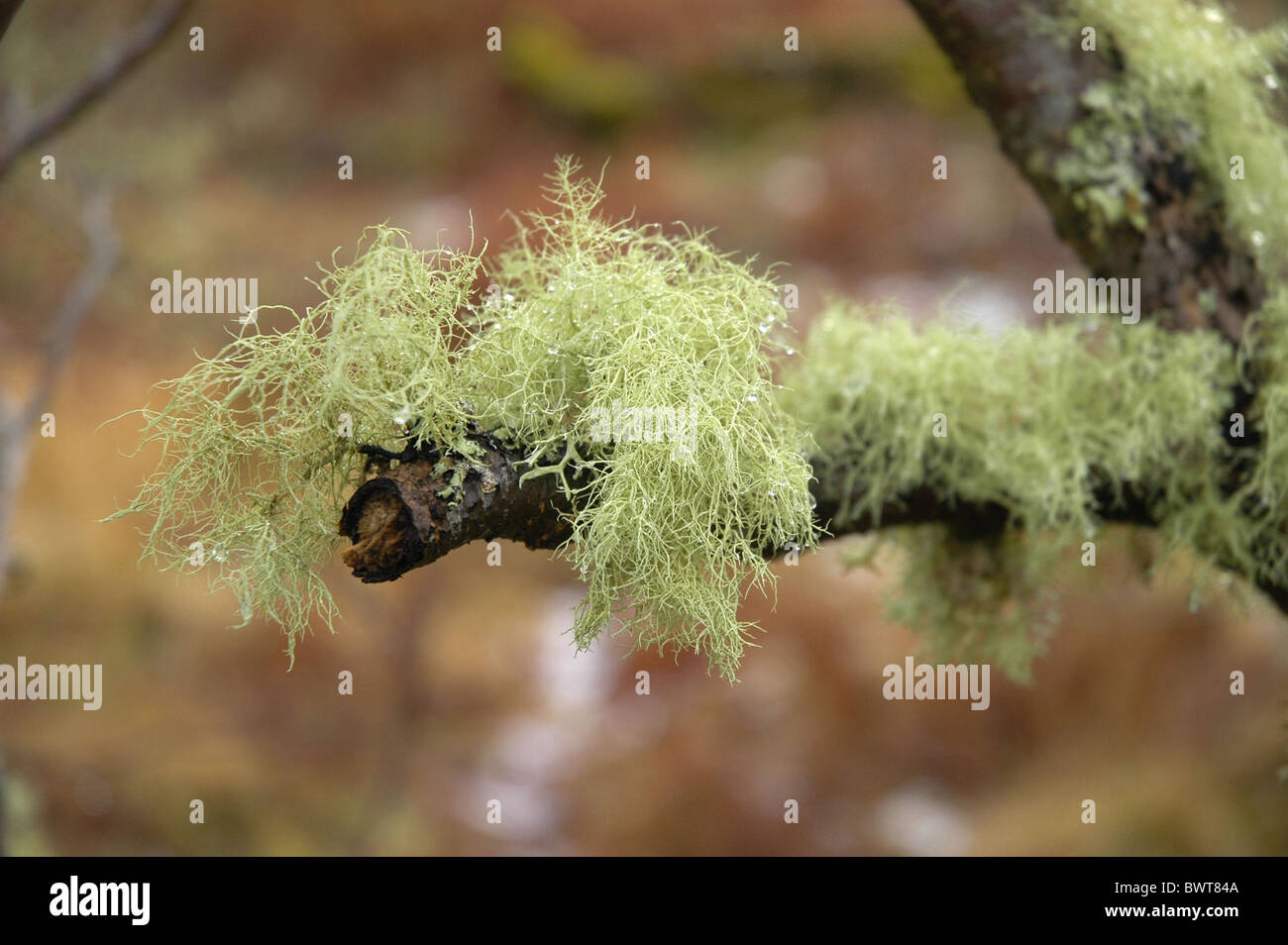Fruiticose Lichen growing tree Drumnadrochit Stock Photo - Alamy