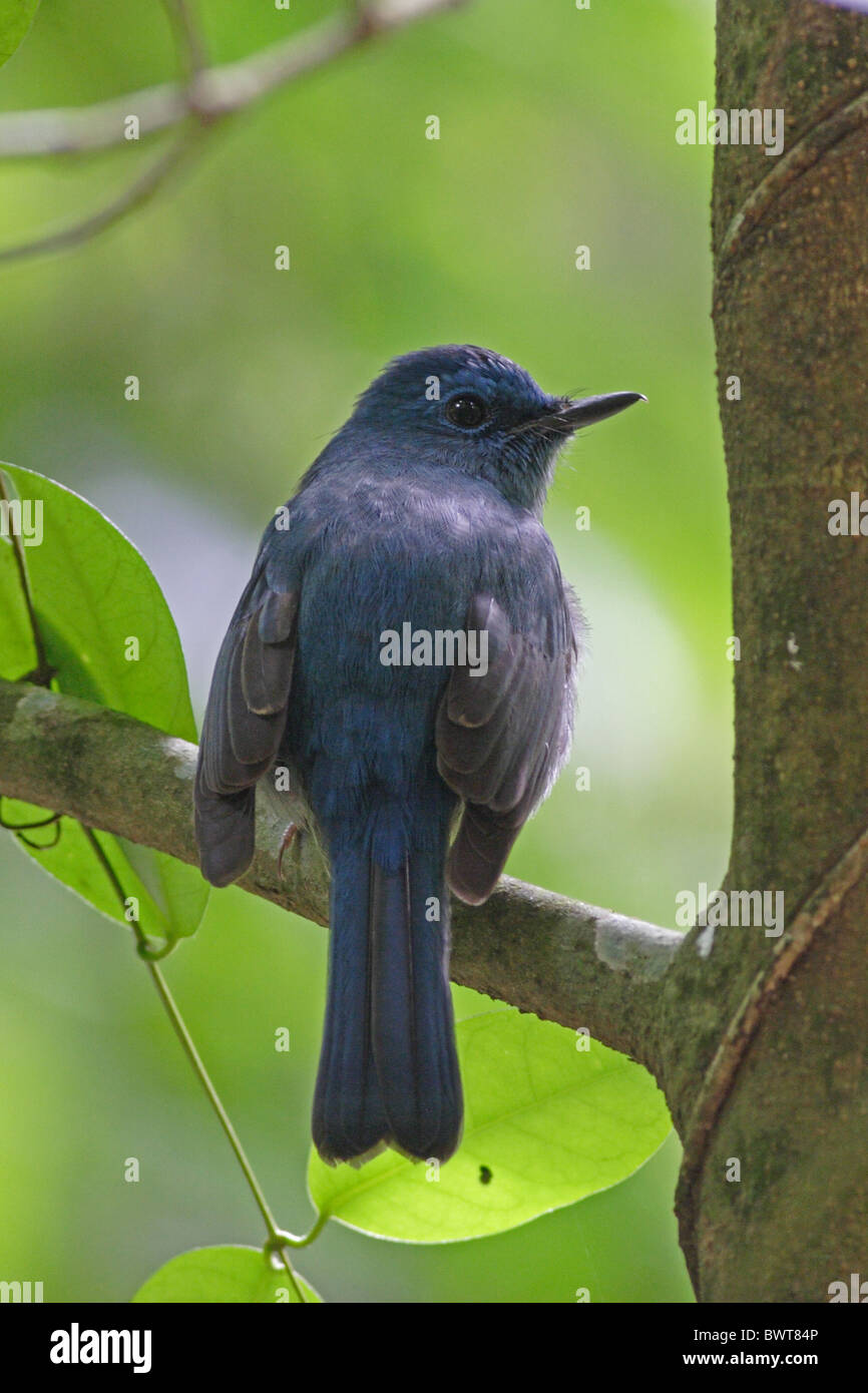 China Hainan animal animals bird birds passerine passerines songbird ...