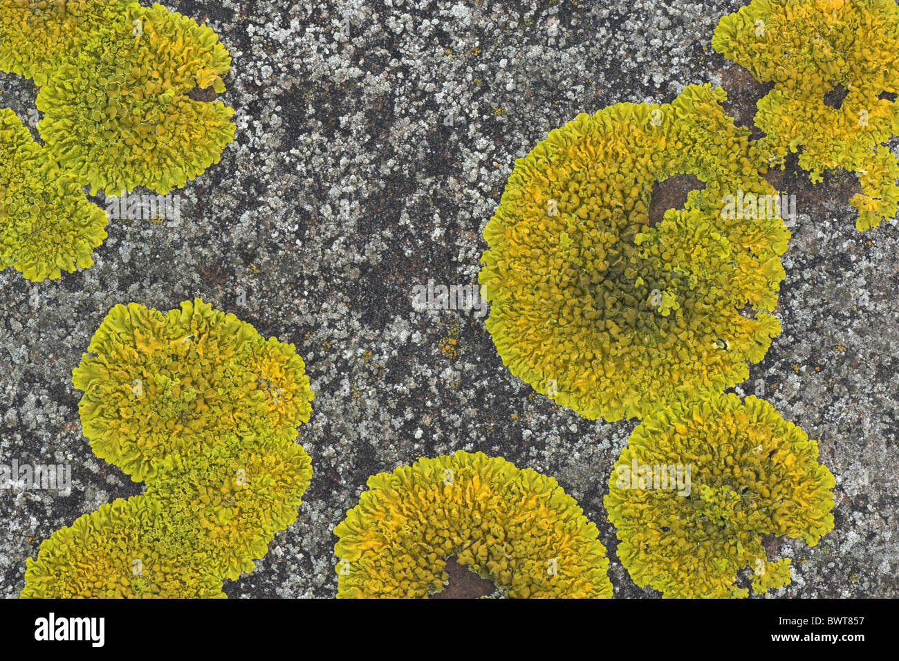 Lichen Caloplaca heppiana growing coastal rock Stock Photo - Alamy
