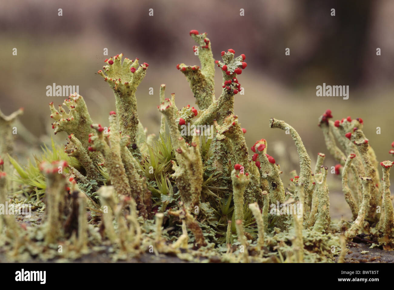 cladonia floerkeana lichen wales welsh nature natural wild wildlife ...