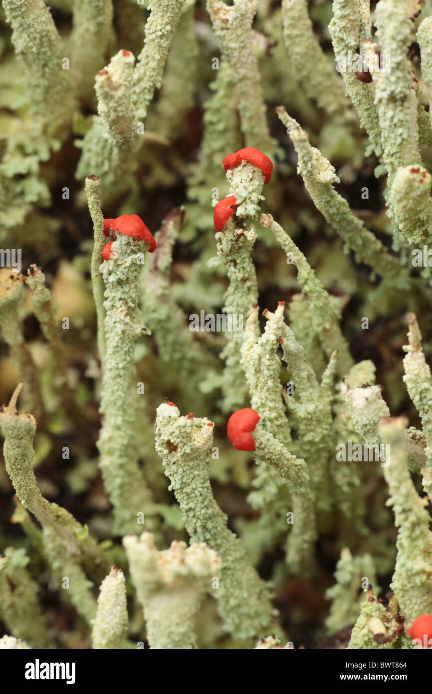 cladonia floerkeana lichen wales welsh nature natural wild wildlife ...