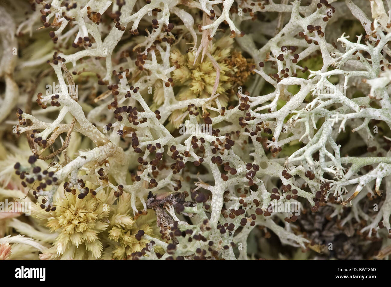 Sphagnum moss lichen america hi-res stock photography and images - Alamy