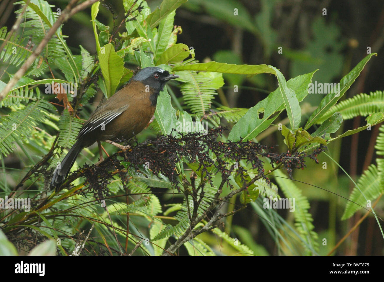 Black throated laughingthrush garrulax chinensis hi-res stock ...