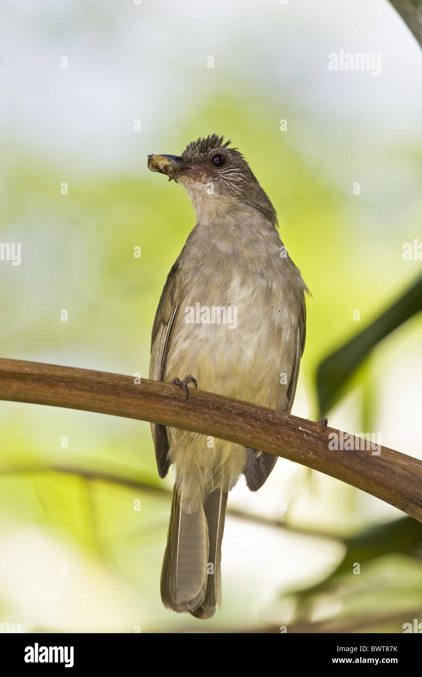 asia asian bird birds bulbul island islands tropical tropics plumosus ...