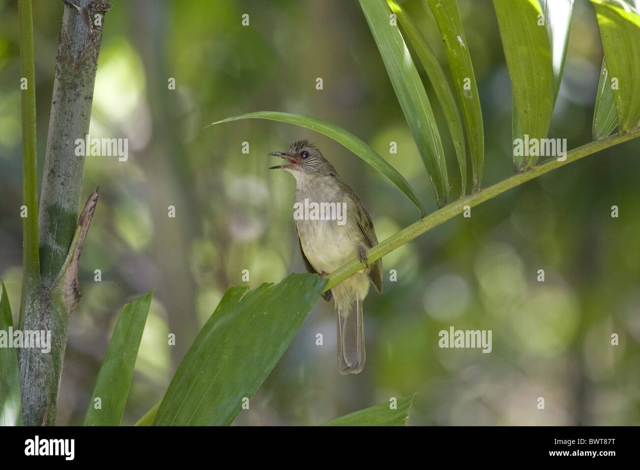 asia asian bird birds bulbul island islands tropical tropics plumosus ...