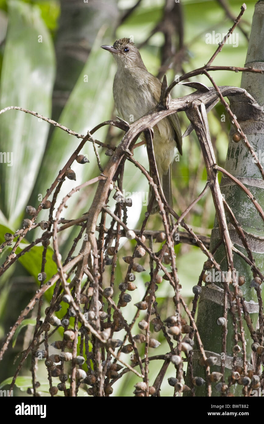 asia asian bird birds bulbul island islands tropical tropics plumosus ...