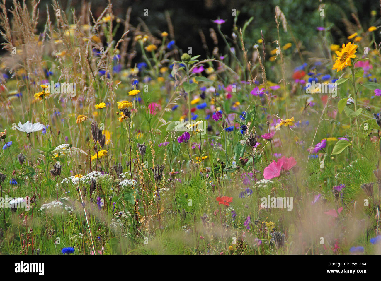 Wildflower meadow ireland hi-res stock photography and images - Alamy