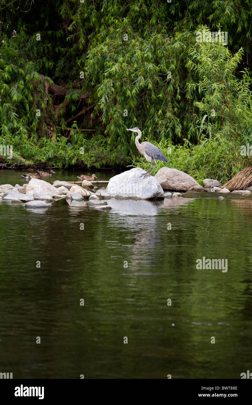 Blue Peter Animals High Resolution Stock Photography and Images - Alamy