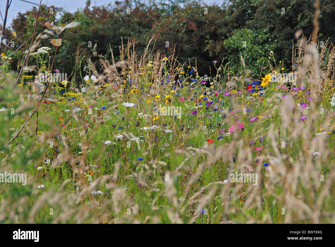 Mixed wildflowers grasses meadow Ireland august Stock Photo - Alamy