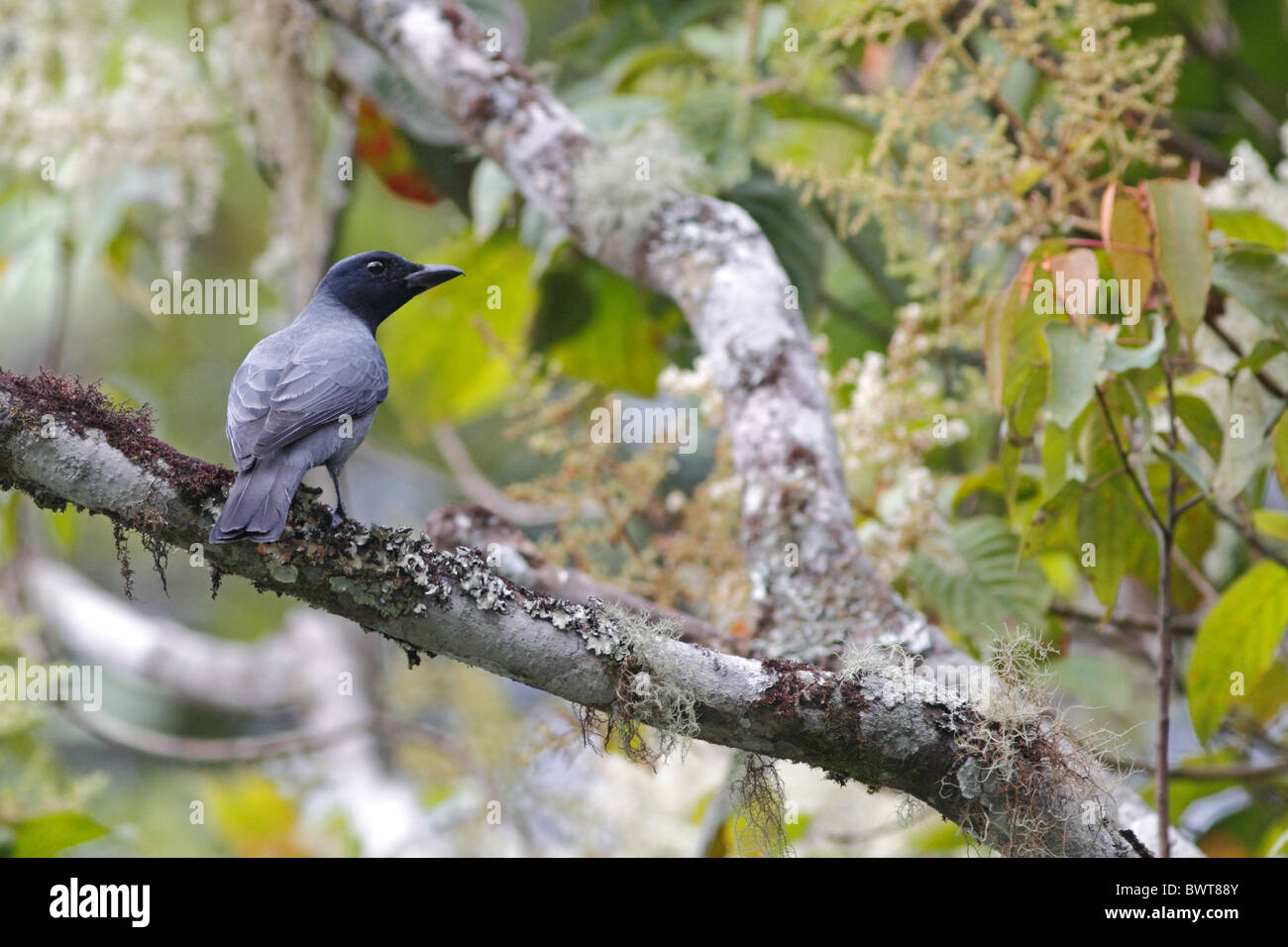 Asian subspecies hi-res stock photography and images - Alamy