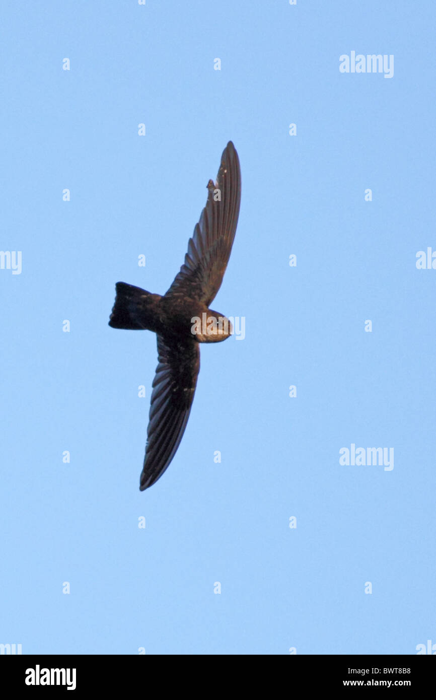 Swiftlet, borneo hi-res stock photography and images - Alamy