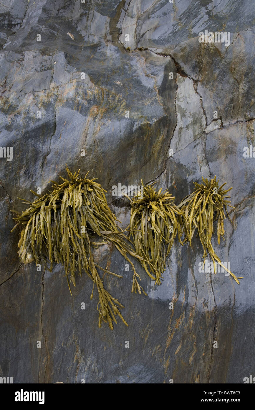 Knotted wrack algae hi-res stock photography and images - Alamy