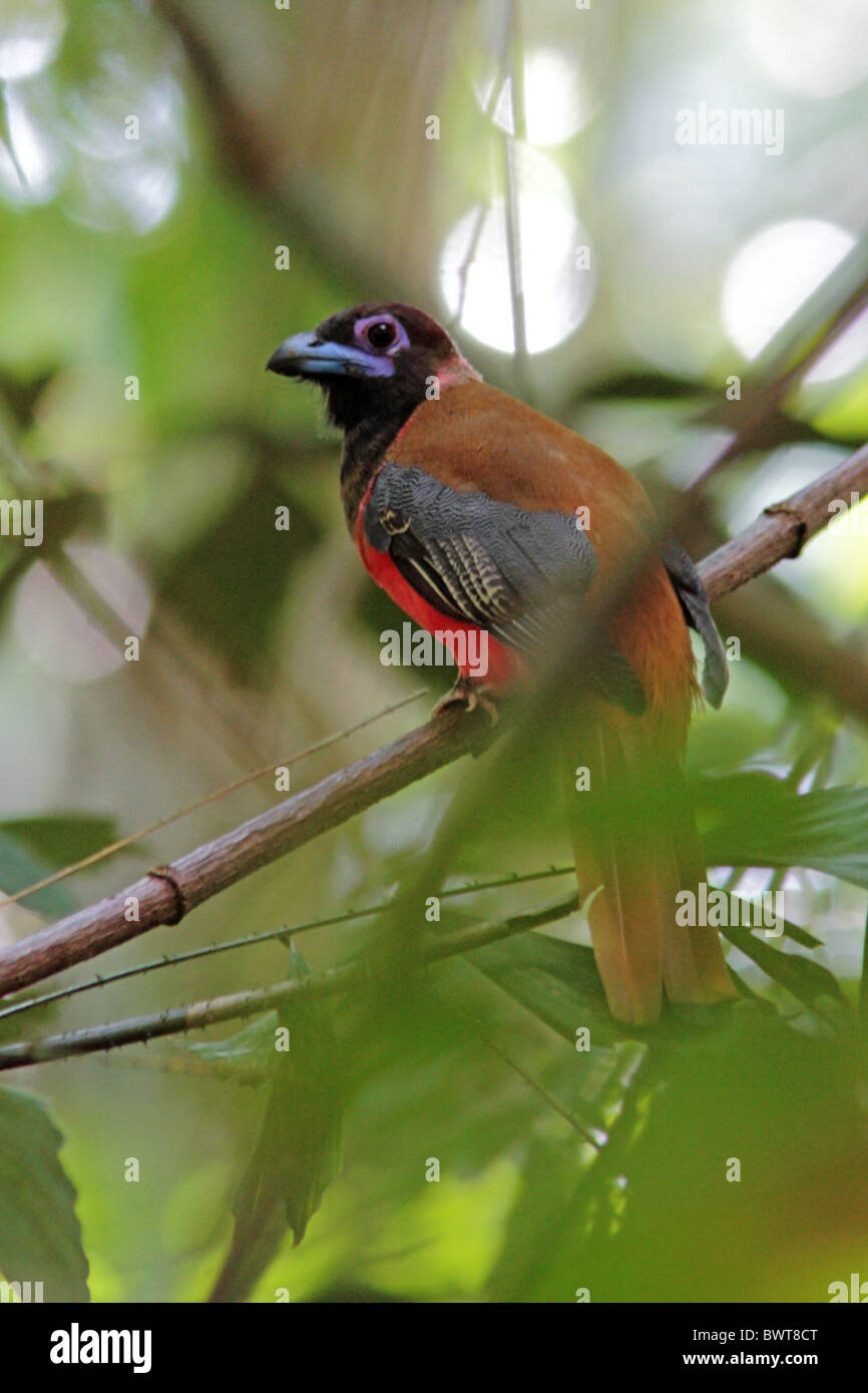 endemic subspecies borneo forest bird birds animal animals trogon ...