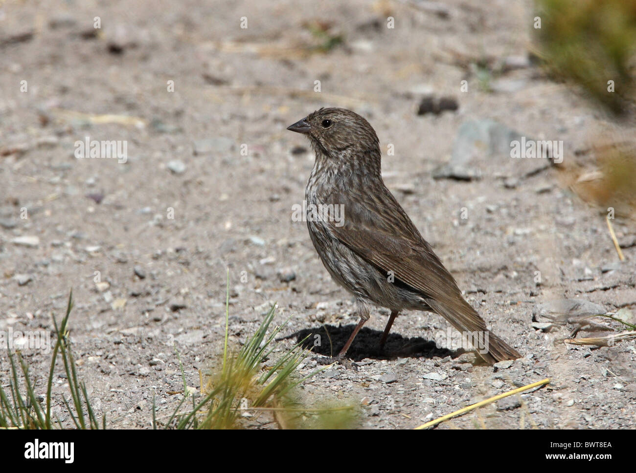 bird birds animal animals "sierra-finch" "sierra-finches" "sierra finch ...