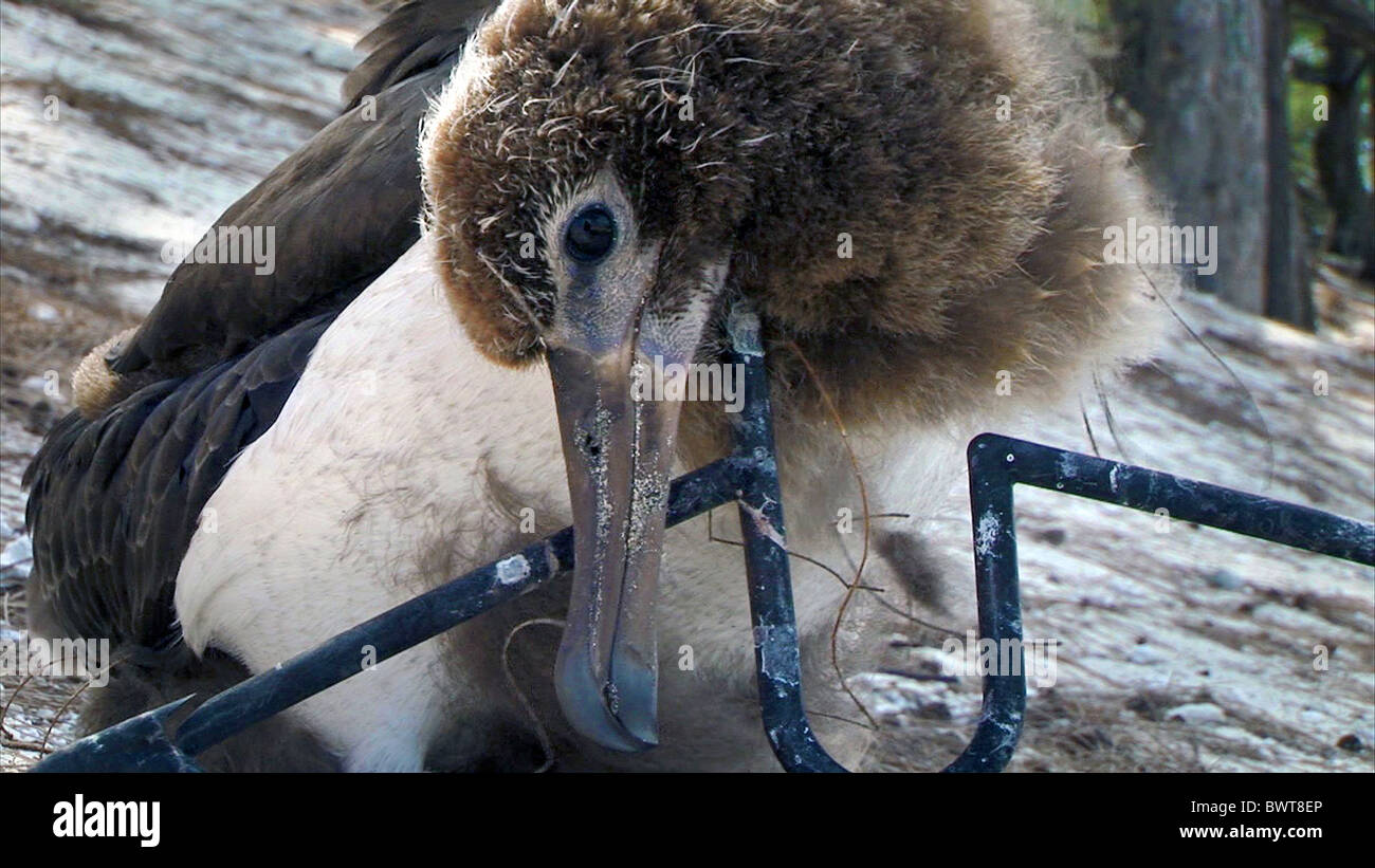 Laysan Albatross (Diomedea immutabilis) fledgling, with neck caught in ...