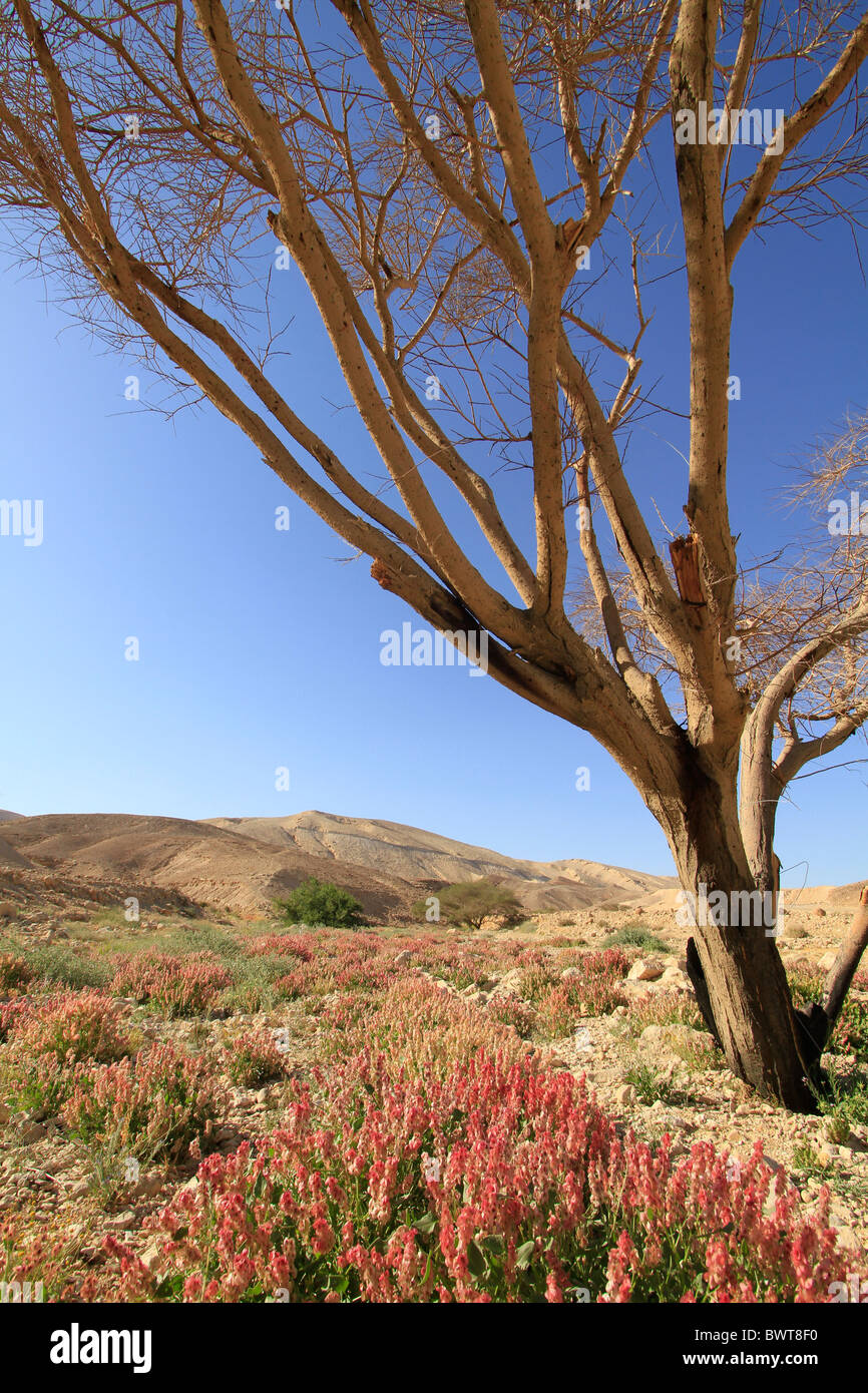 Pink knotweed hi-res stock photography and images - Alamy