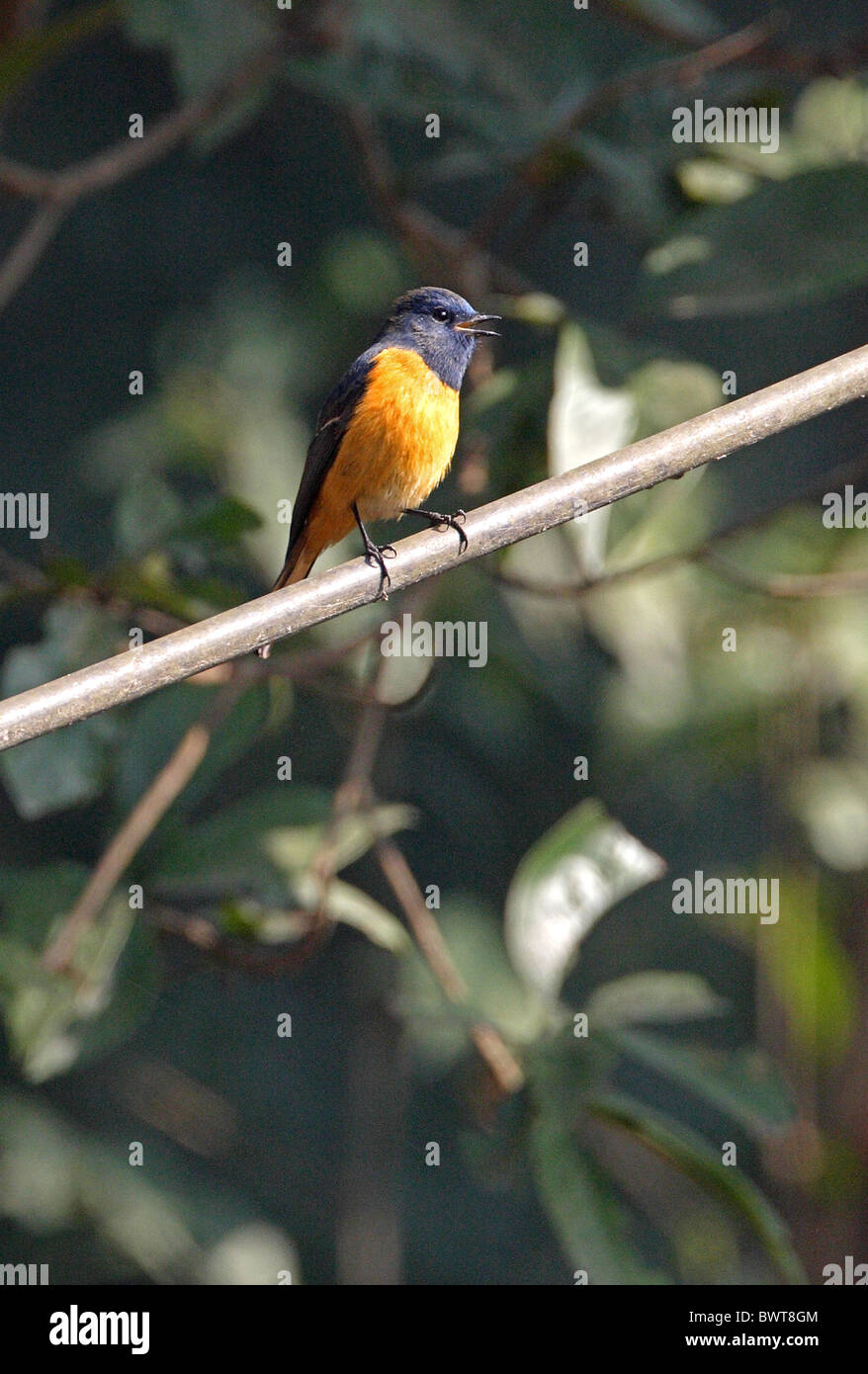 Blue-fronted Redstart (Phoenicurus frontalis) adult male, singing ...