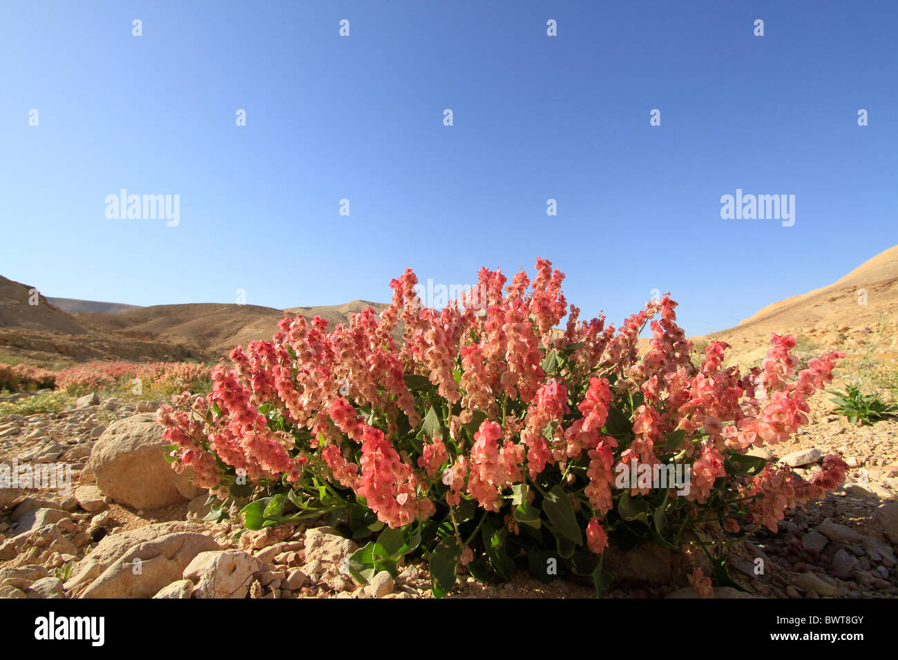 Hi310 738 hi-res stock photography and images - Alamy