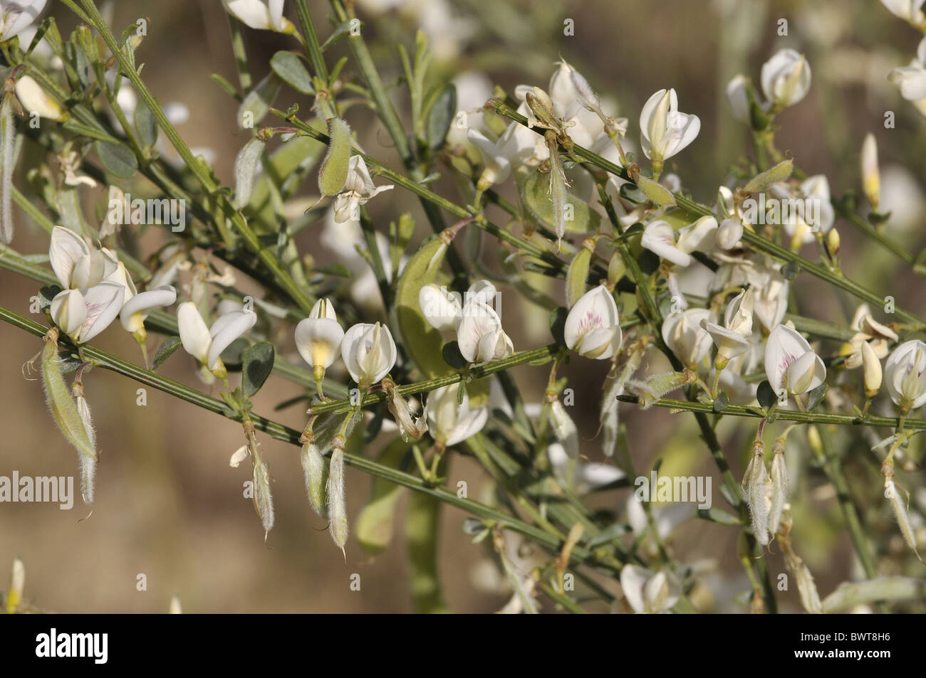 White Broom Retama raetum close-up flowers Stock Photo - Alamy