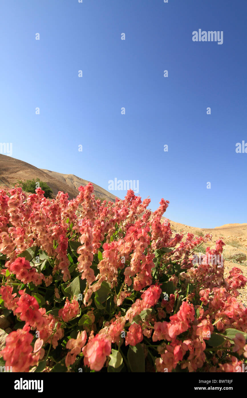 Rumex hi-res stock photography and images - Alamy