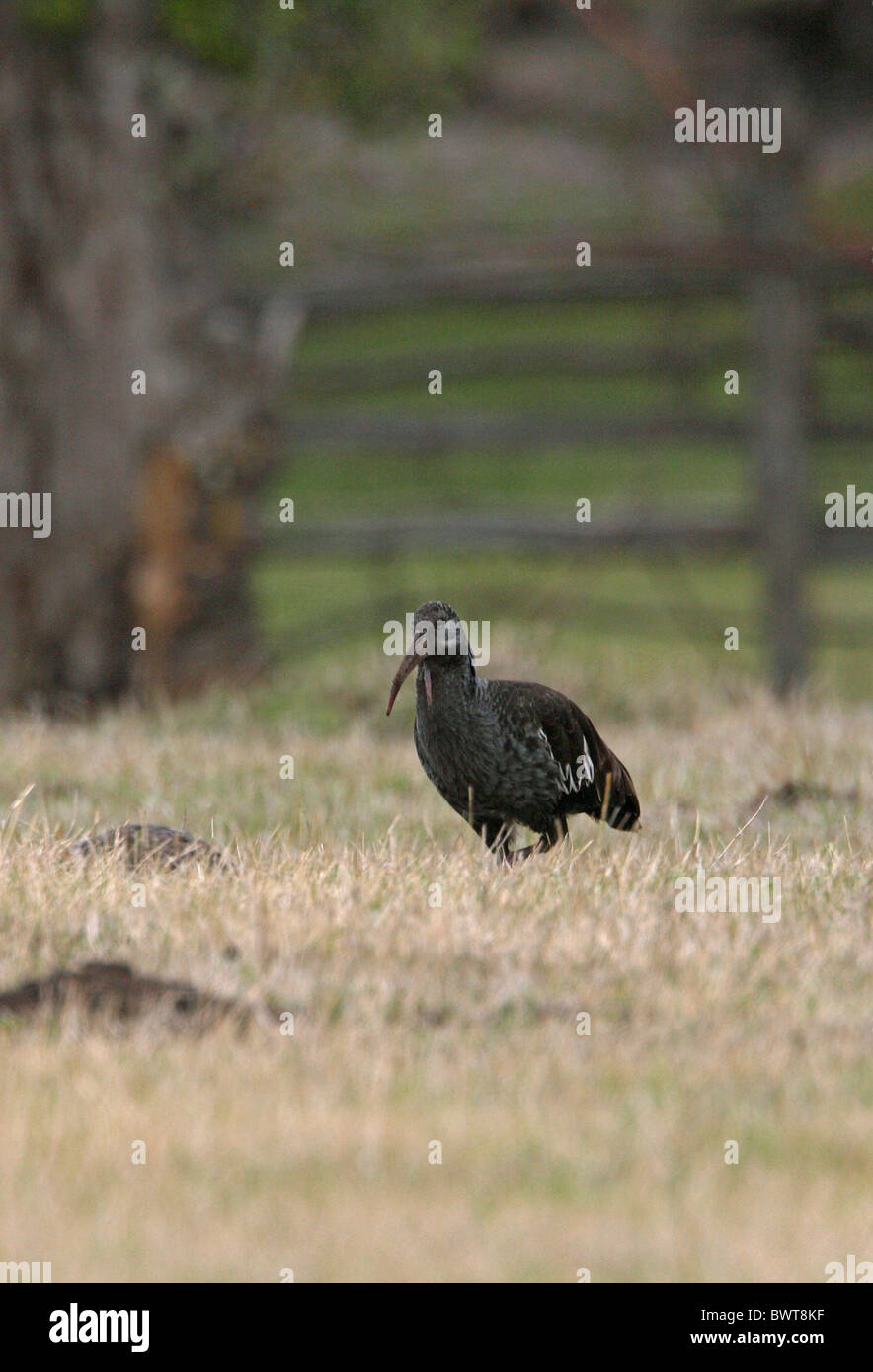 Wattled Ibis Bostrychia carunculata adult walking Stock Photo - Alamy