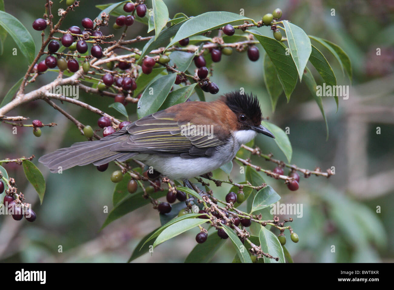 Chestnut Bulbul (Hemixos castanonotus) adult, feeding on fruit in tree ...