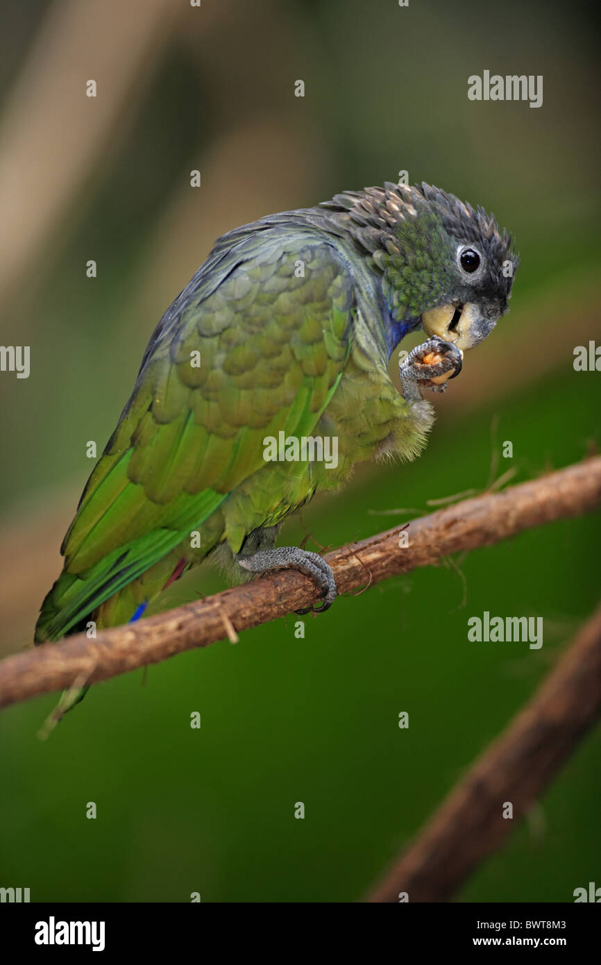Scaly-headed Parrot Pionus maximiliani Stock Photo - Alamy