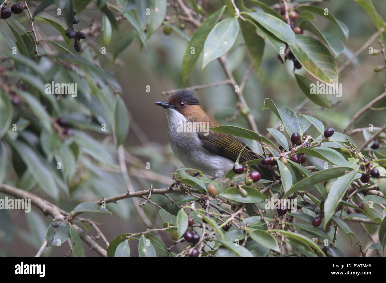 Chestnut Bulbul (Hemixos castanonotus) adult, feeding on fruit in tree ...