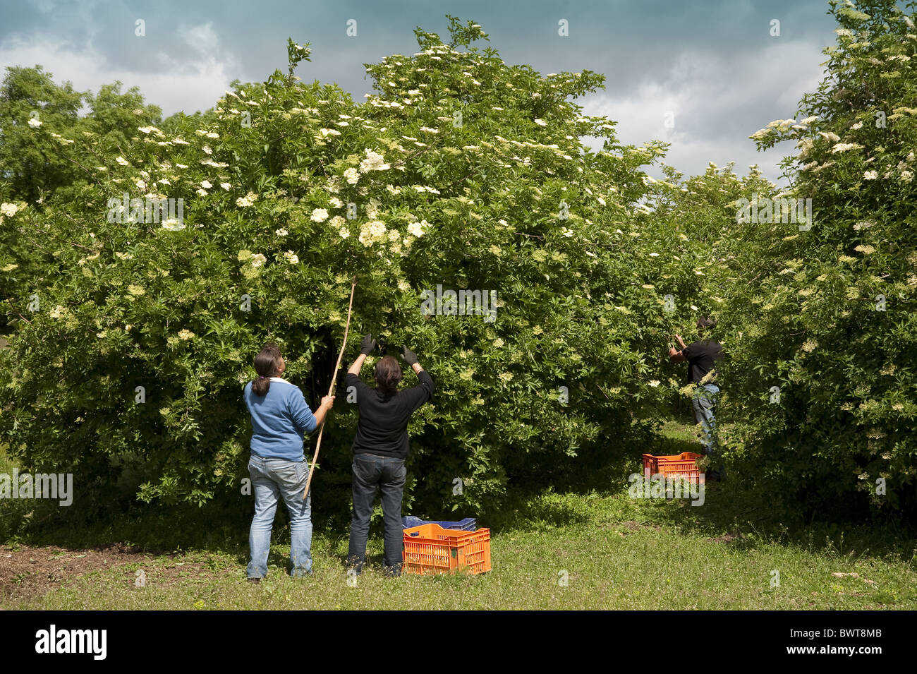 Gloucestershire tree trees shrub shrubs elder elders elderberry ...