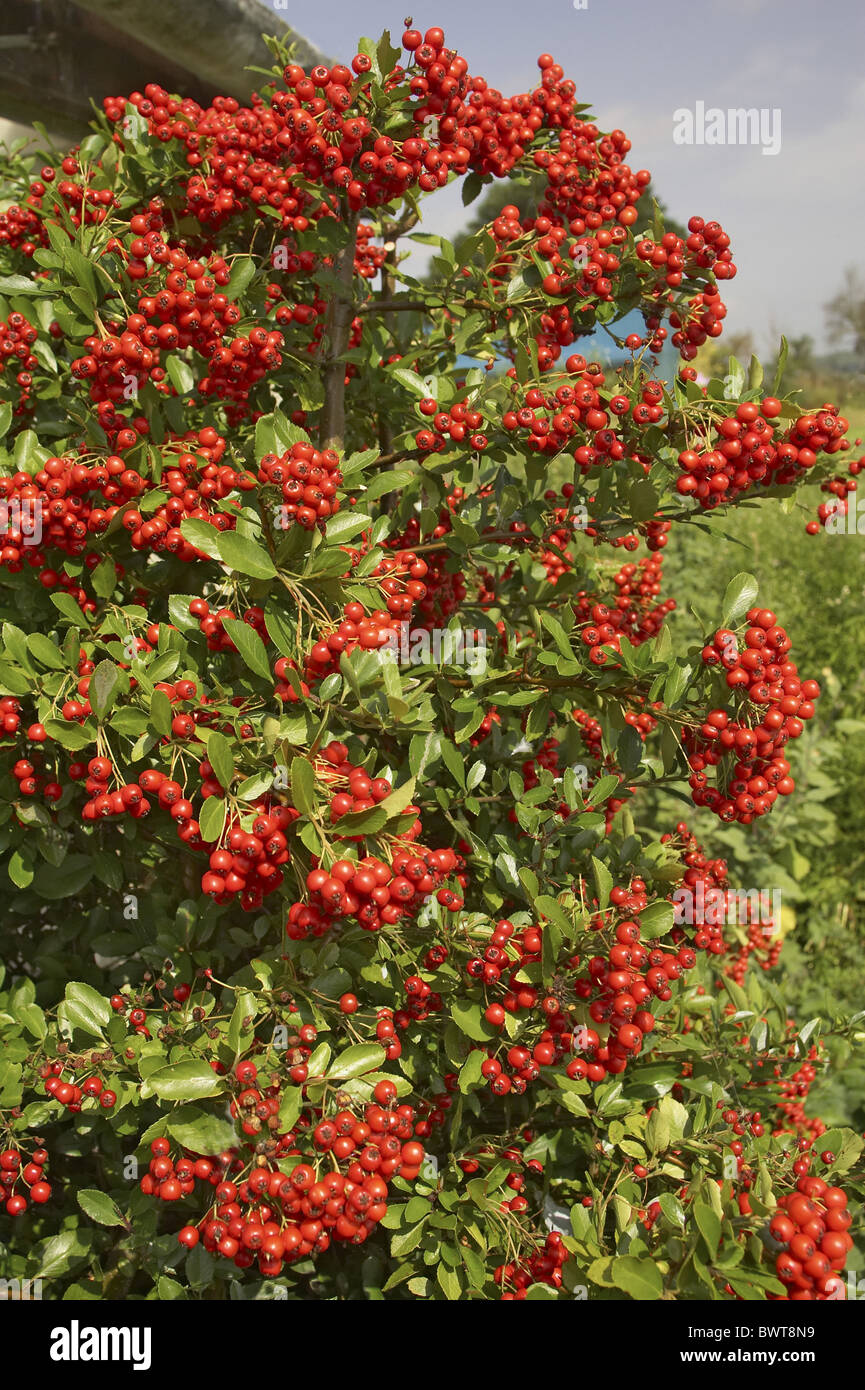 Pyracantha sp hi-res stock photography and images - Alamy