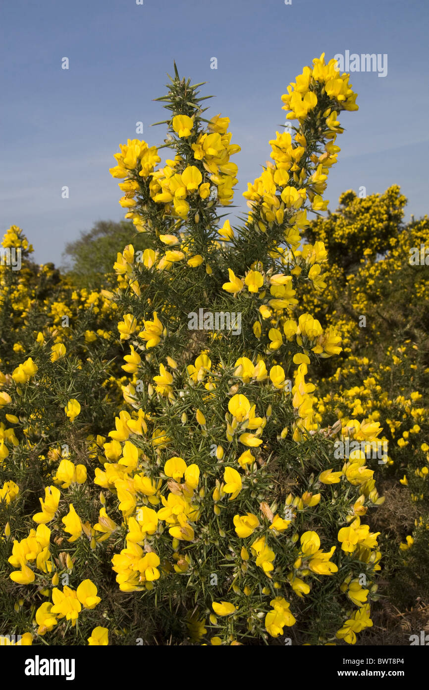 dorset england ulex close europaeus flower flowers flowering gorse ...
