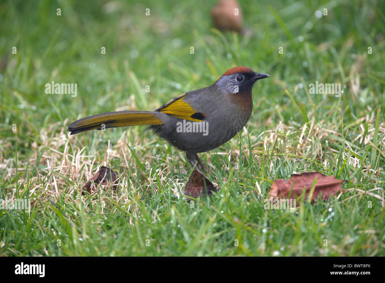 Chestnut crowned laughing thrush hi-res stock photography and images ...