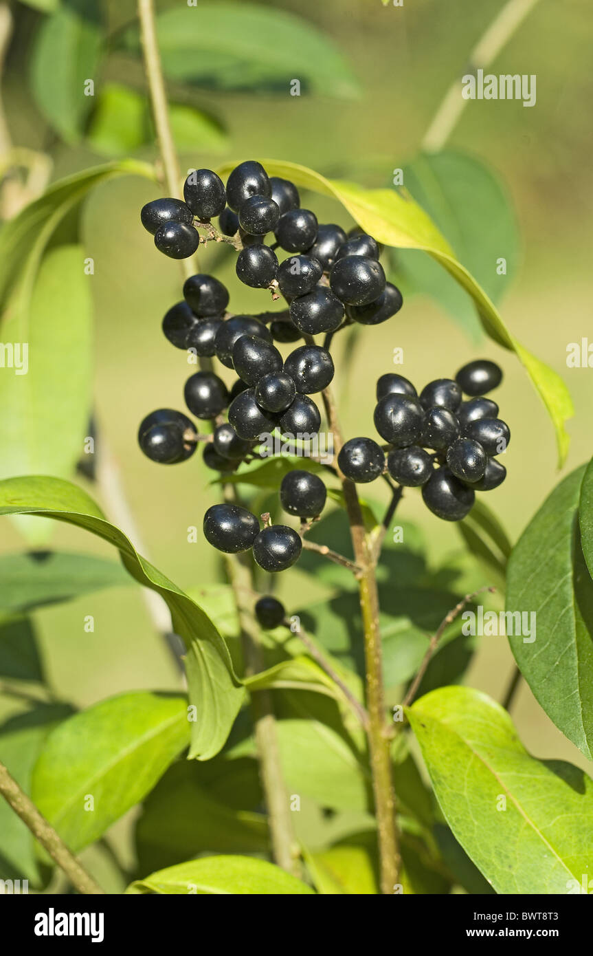 Privet Hedge Berries