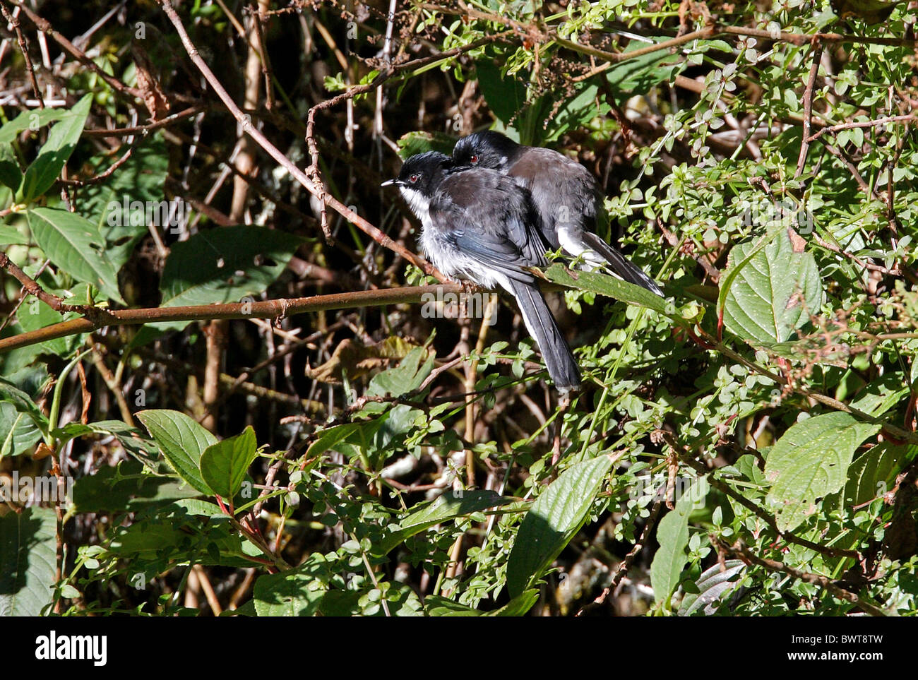 Black-headed Sibia (Heterophasia melanoleuca radcliffei) adult pair ...